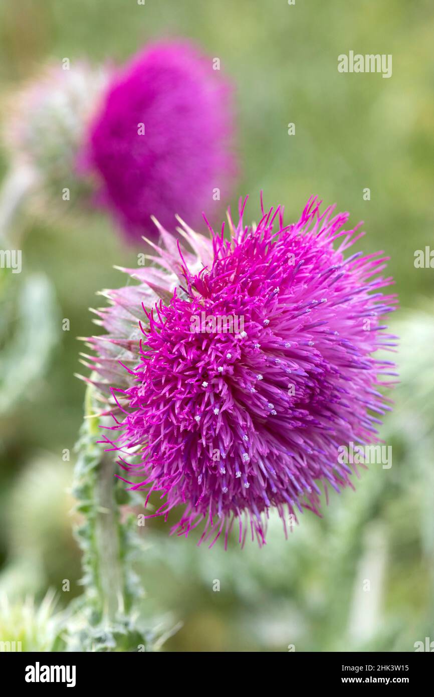 Musk thistle flower hi-res stock photography and images - Alamy