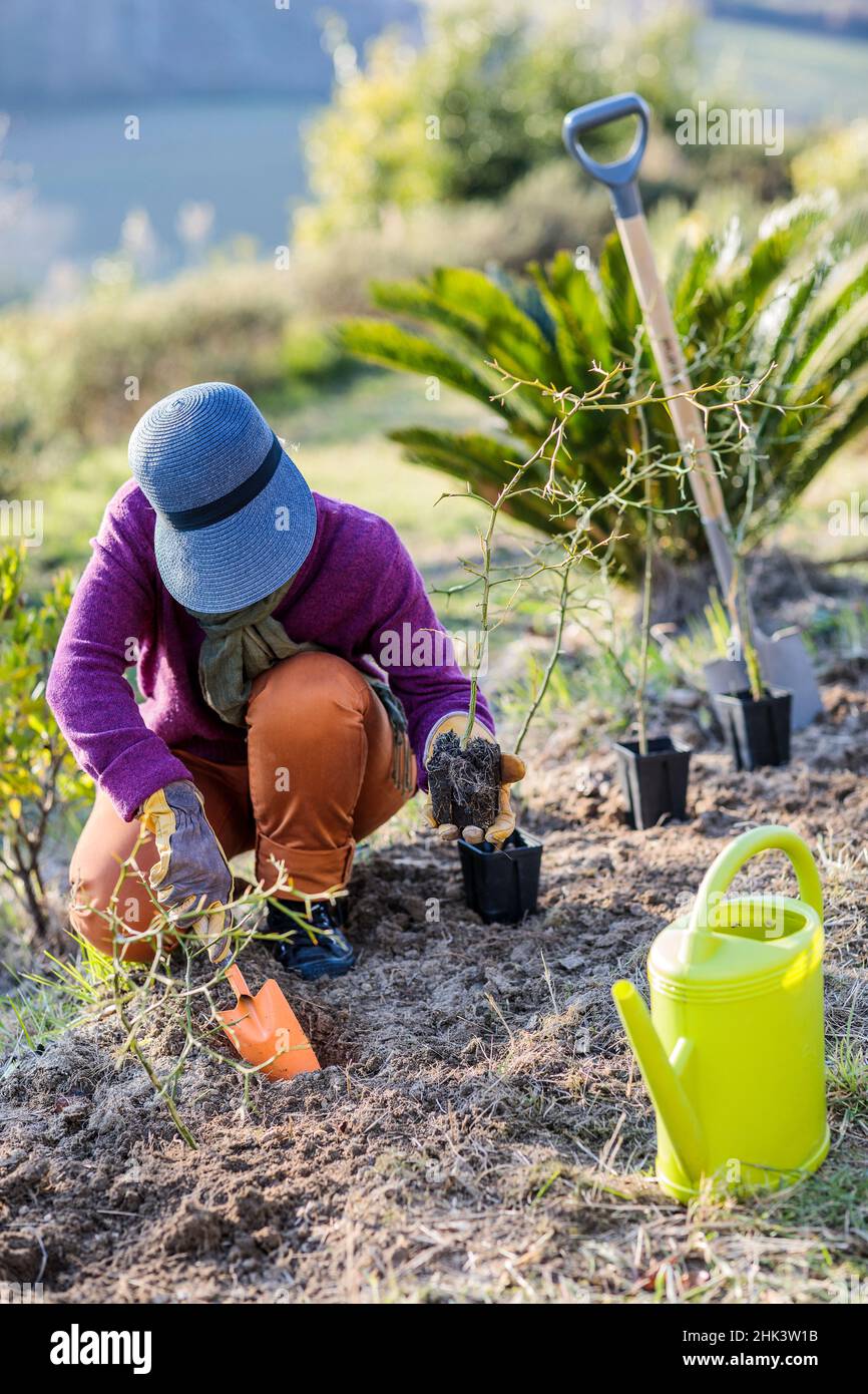 Planting of a defensive thorny hedge, in garden lemon tree (Poncirus ...