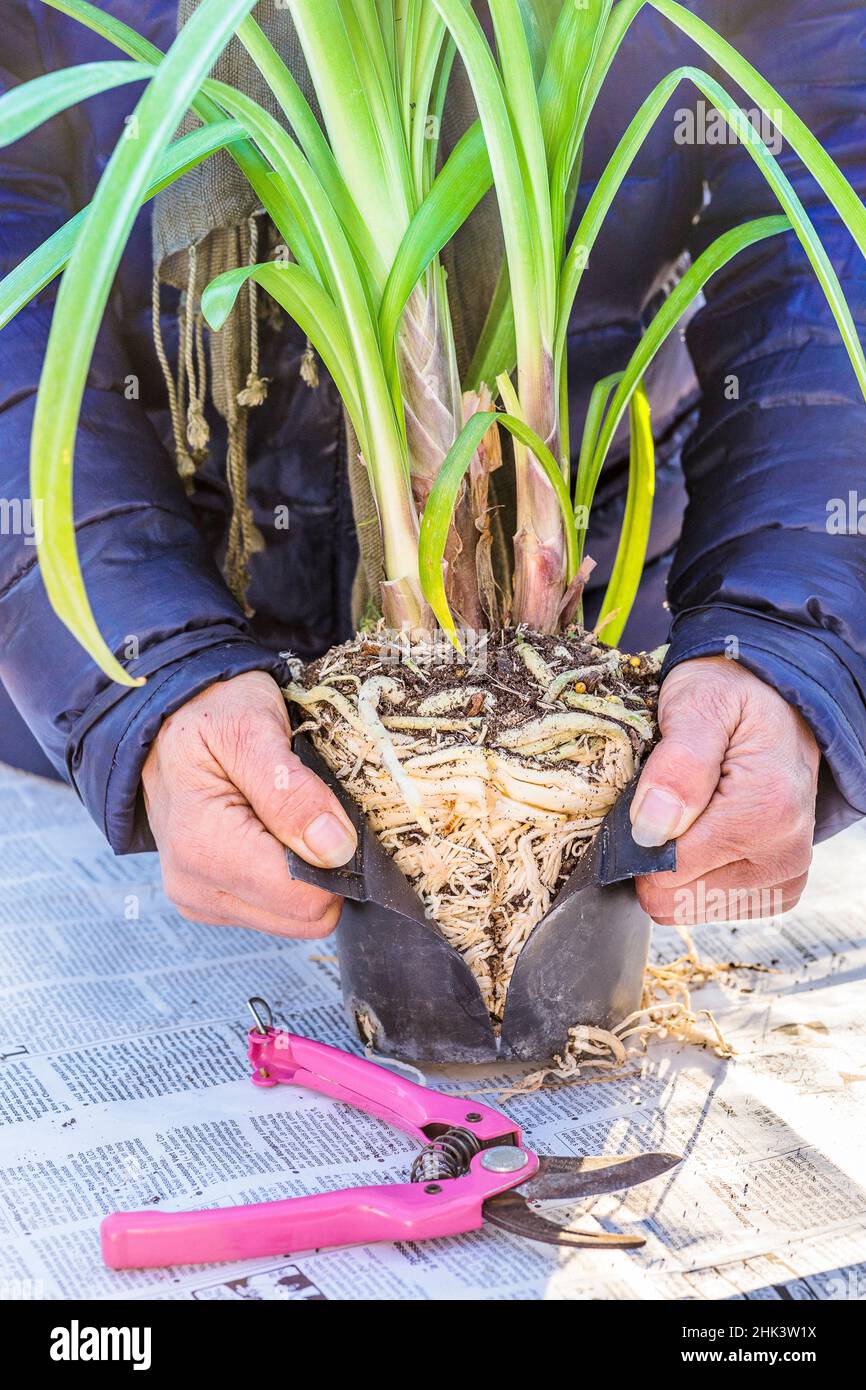 Repotting an agapanthus in a pot, at the end of winter, before spring ...
