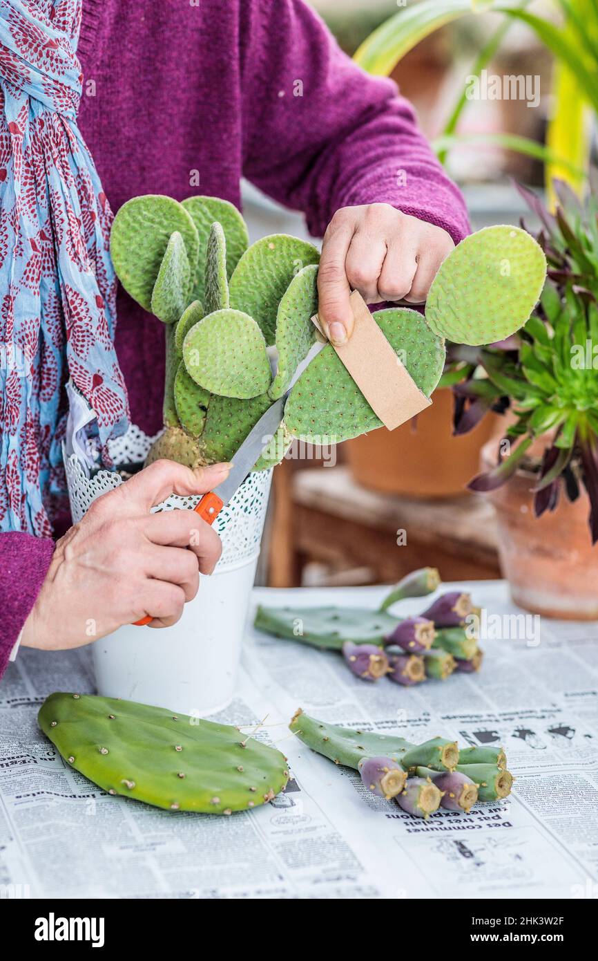 Cutting a cactus (Opuntia): cutting paddles while protecting yourself ...