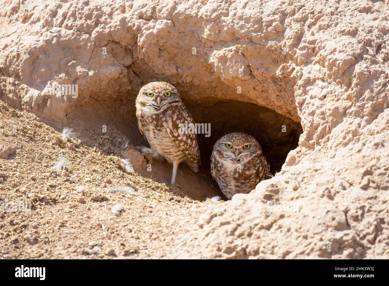Athene cunicularia entrance hi-res stock photography and images - Alamy