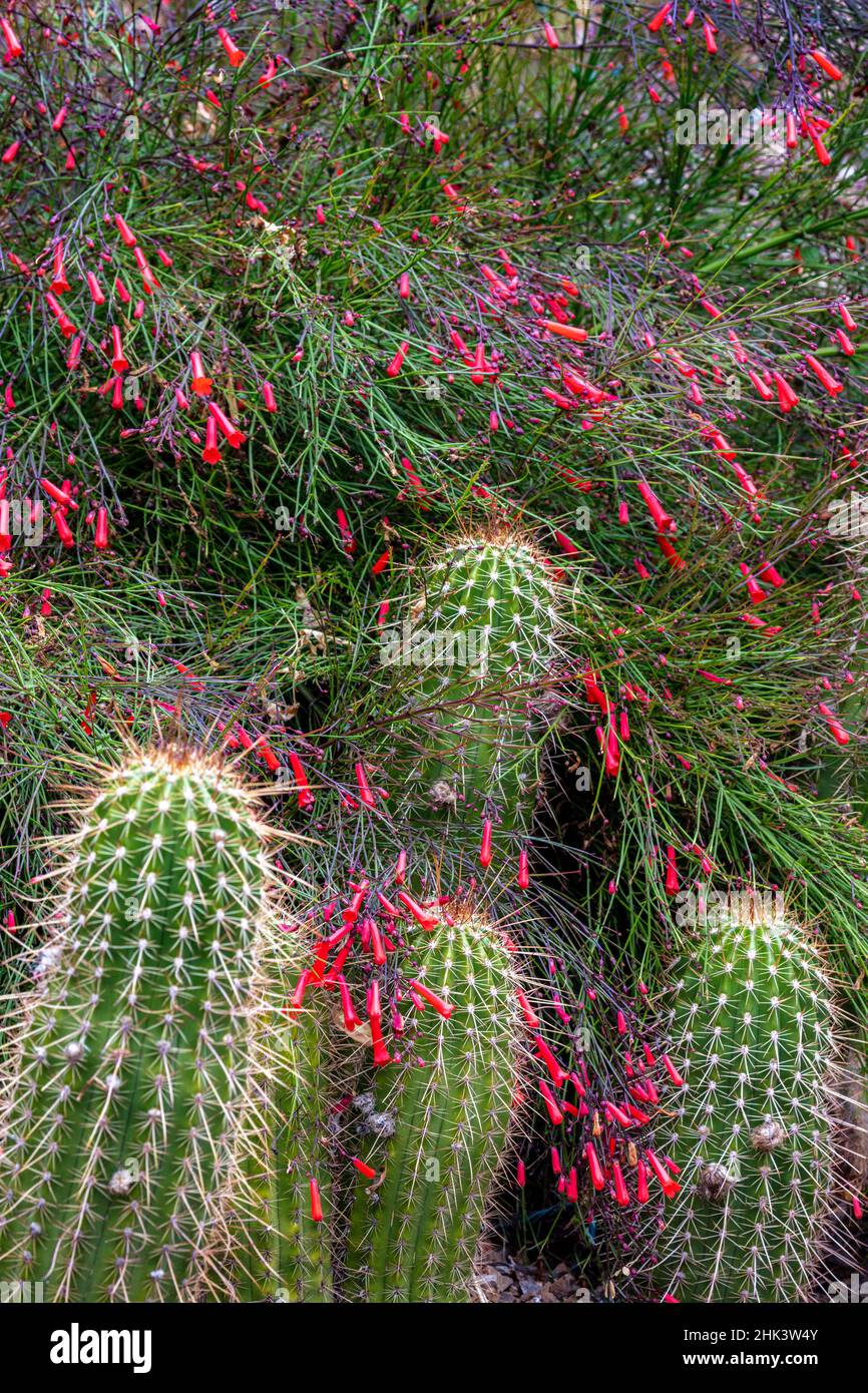 Coral Fountain aka Firecrackers flowers and Torch cactus floral desert ...