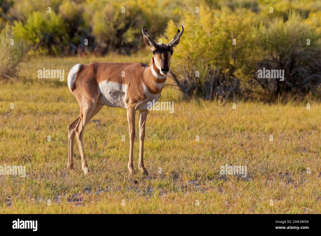 Pronghorn antelope young buck hi-res stock photography and images - Alamy