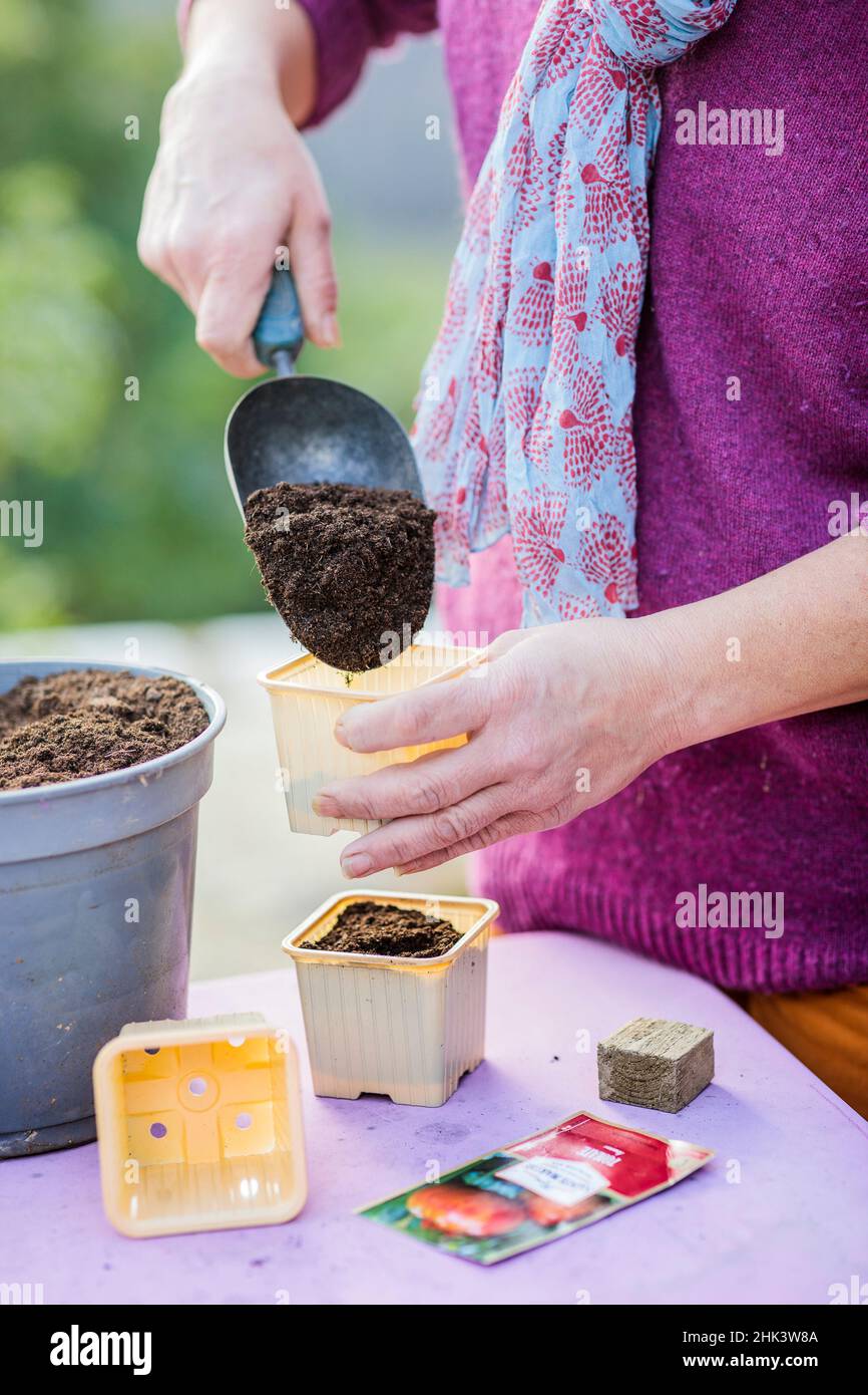 Woman sowing tomatoes in step by step. 1: preparation of the pots of ...