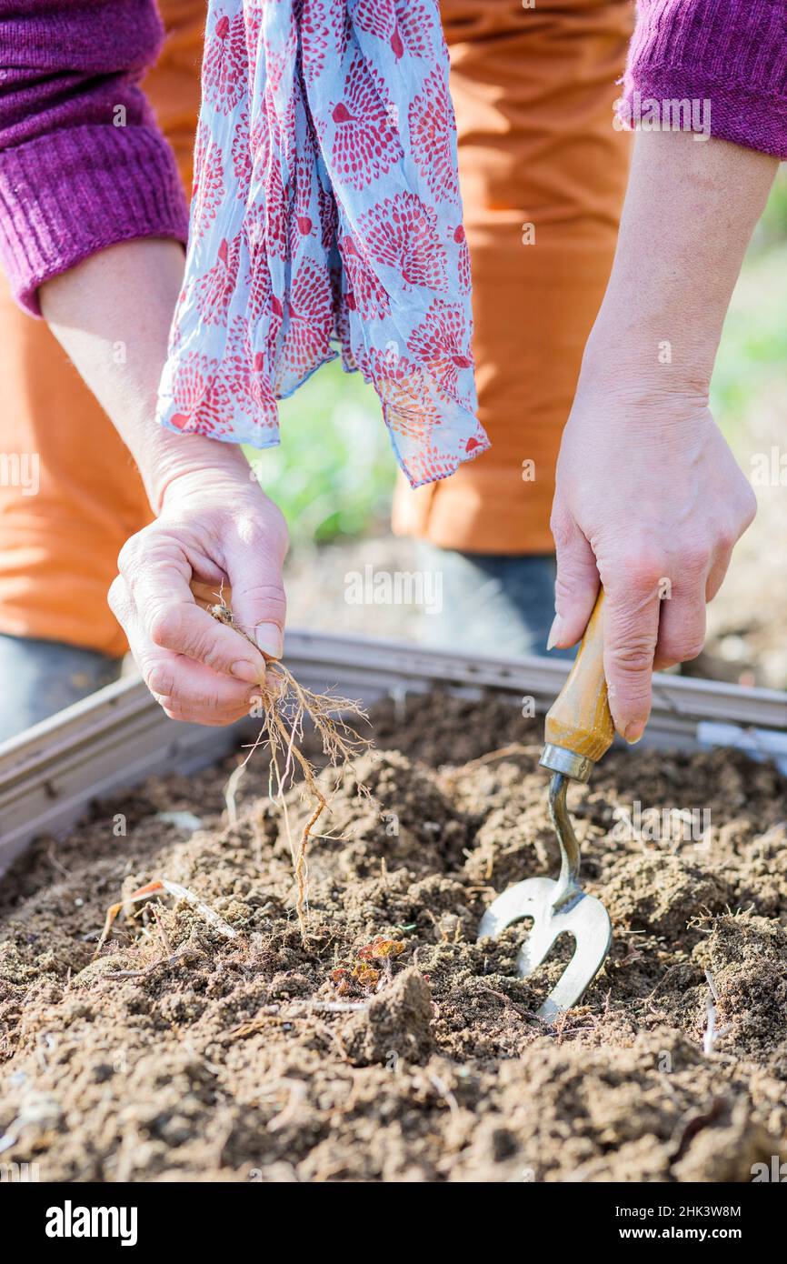 Woman preparing a vegetable patch in late winter, step by step ...