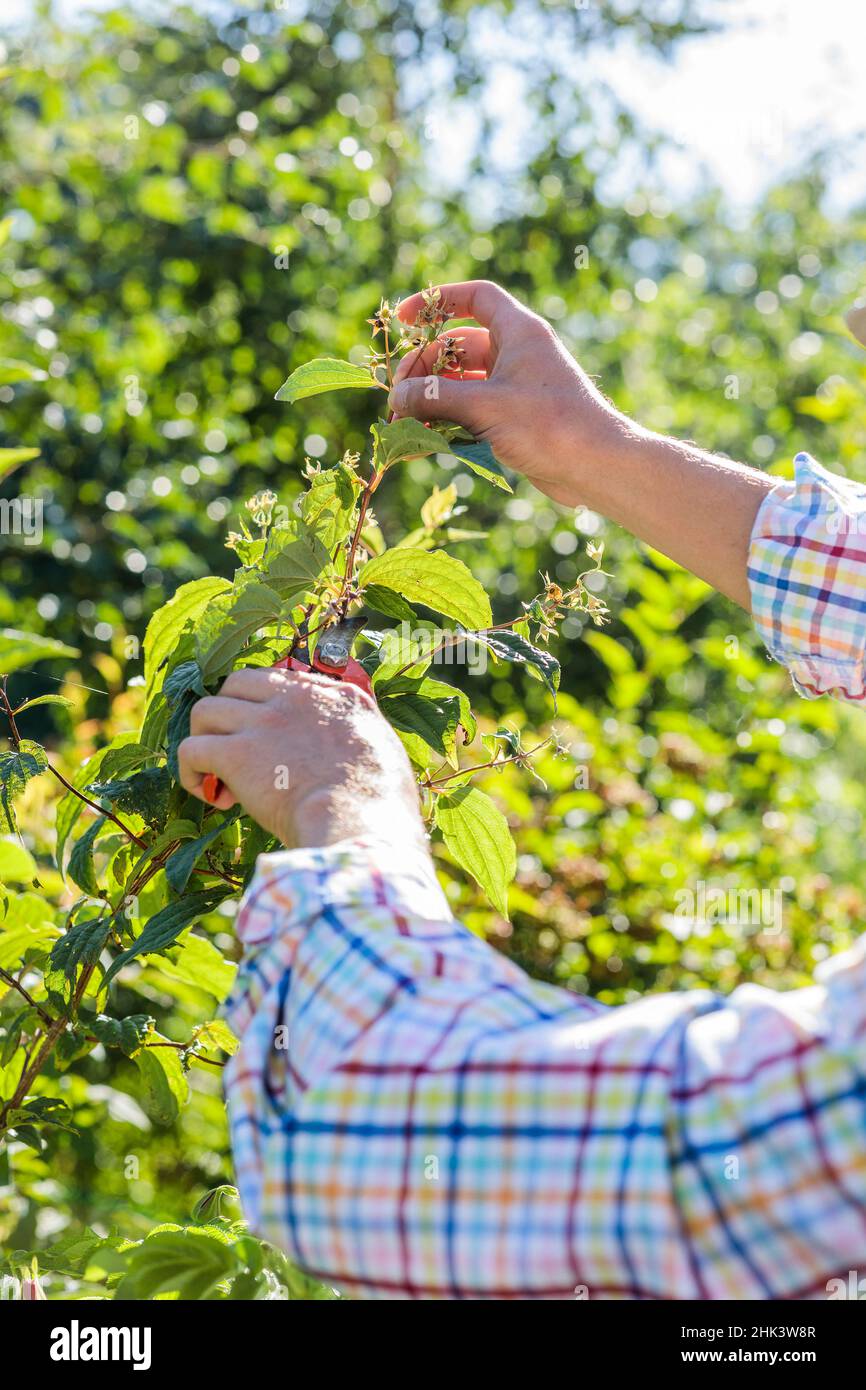 Pruning a Mockorange (Philadelphus sp) after flowering, in spring Stock ...