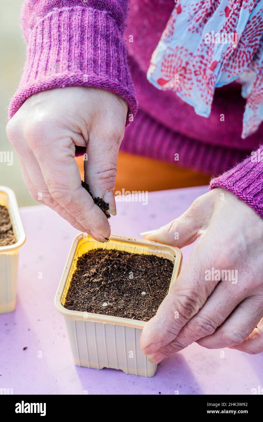 Woman sowing tomatoes in step by step. 4: covering the seeds Stock ...
