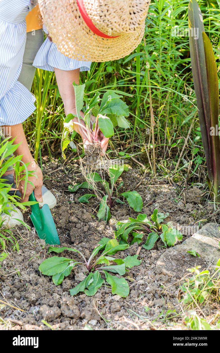 Division of a clump of primroses, step by step. Planting of the ...