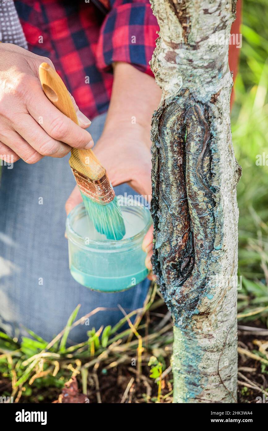 Application of Bordeaux mixture with a paintbrush on a young cherry ...