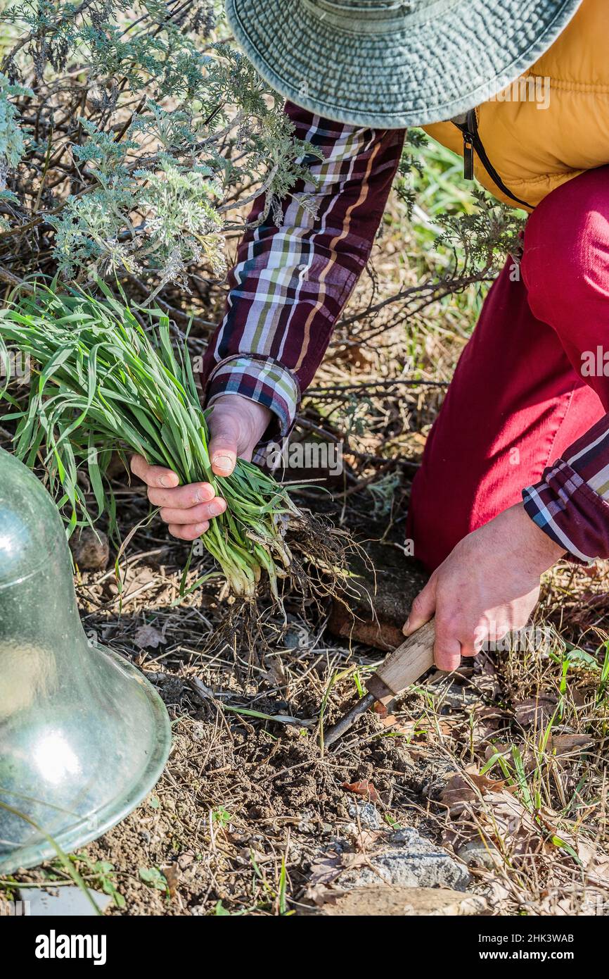 Weeding with a hand tool Stock Photo - Alamy