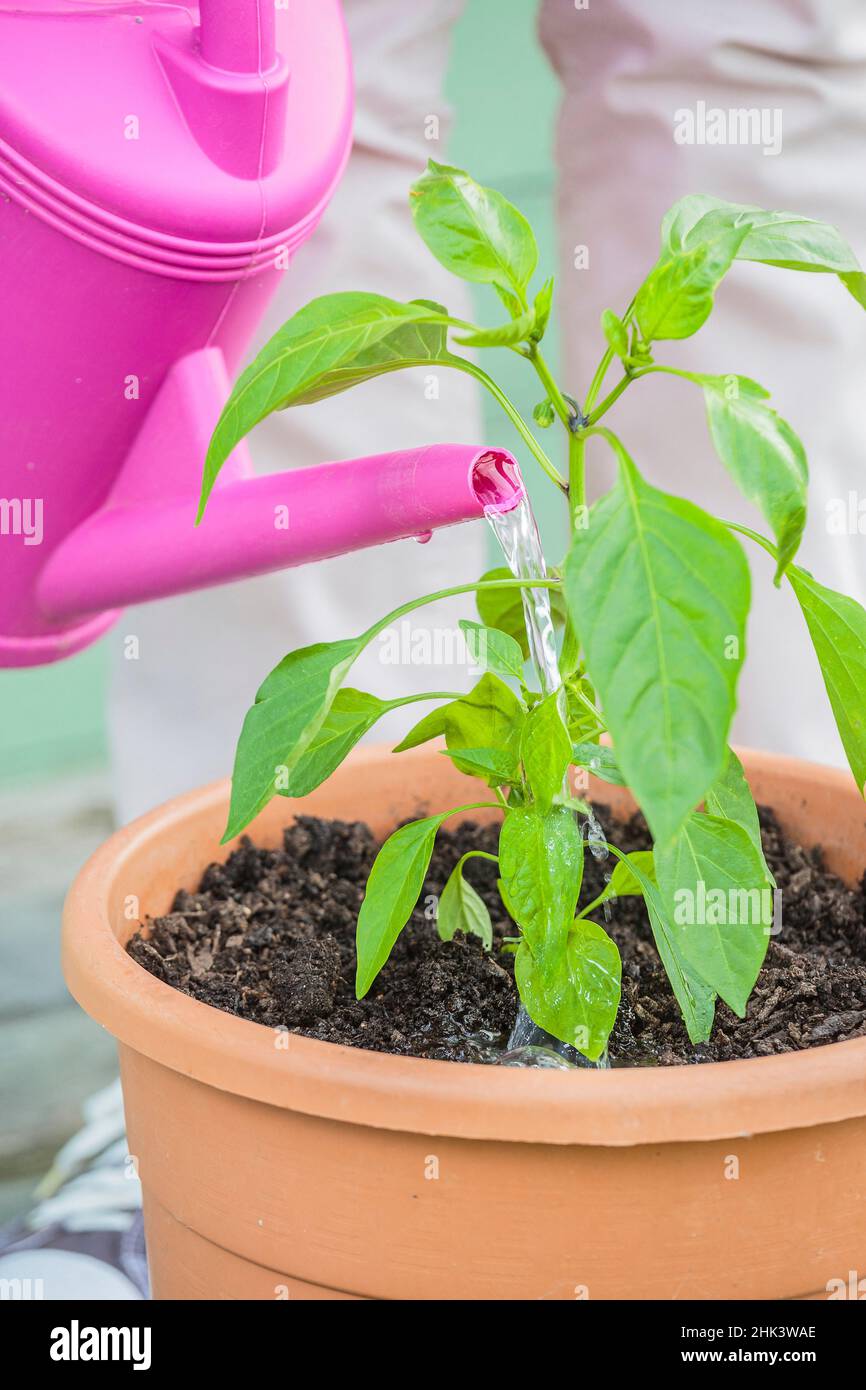 Woman planting a chili plant in a pot: watering after setting up Stock ...