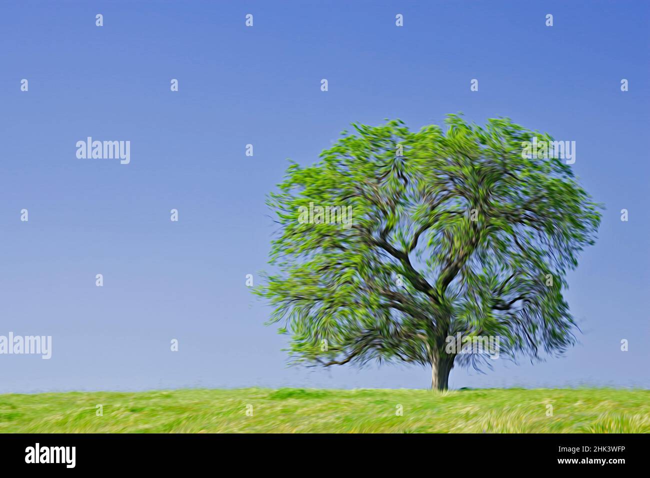 Blue oak tree hi-res stock photography and images - Alamy