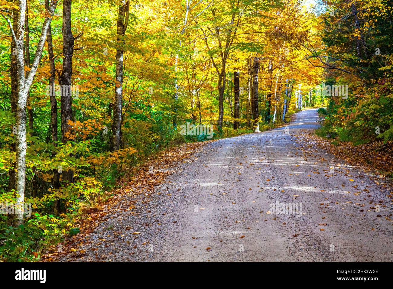 USA, New England, Maine, Wild River gravel road lined with Fall colored ...