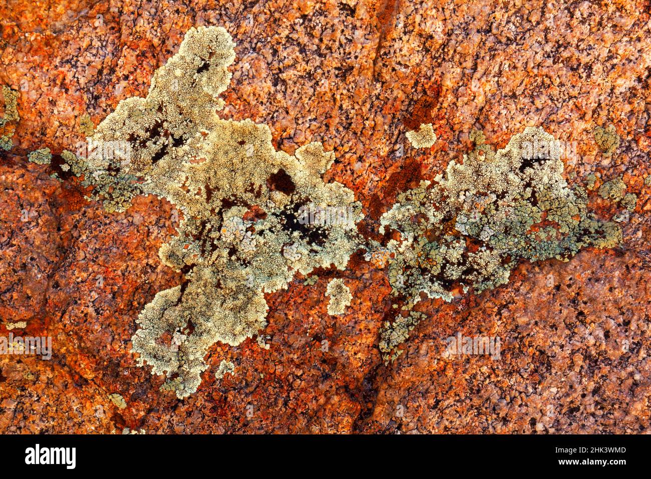 Lichen growing on granite rock hi-res stock photography and images - Alamy
