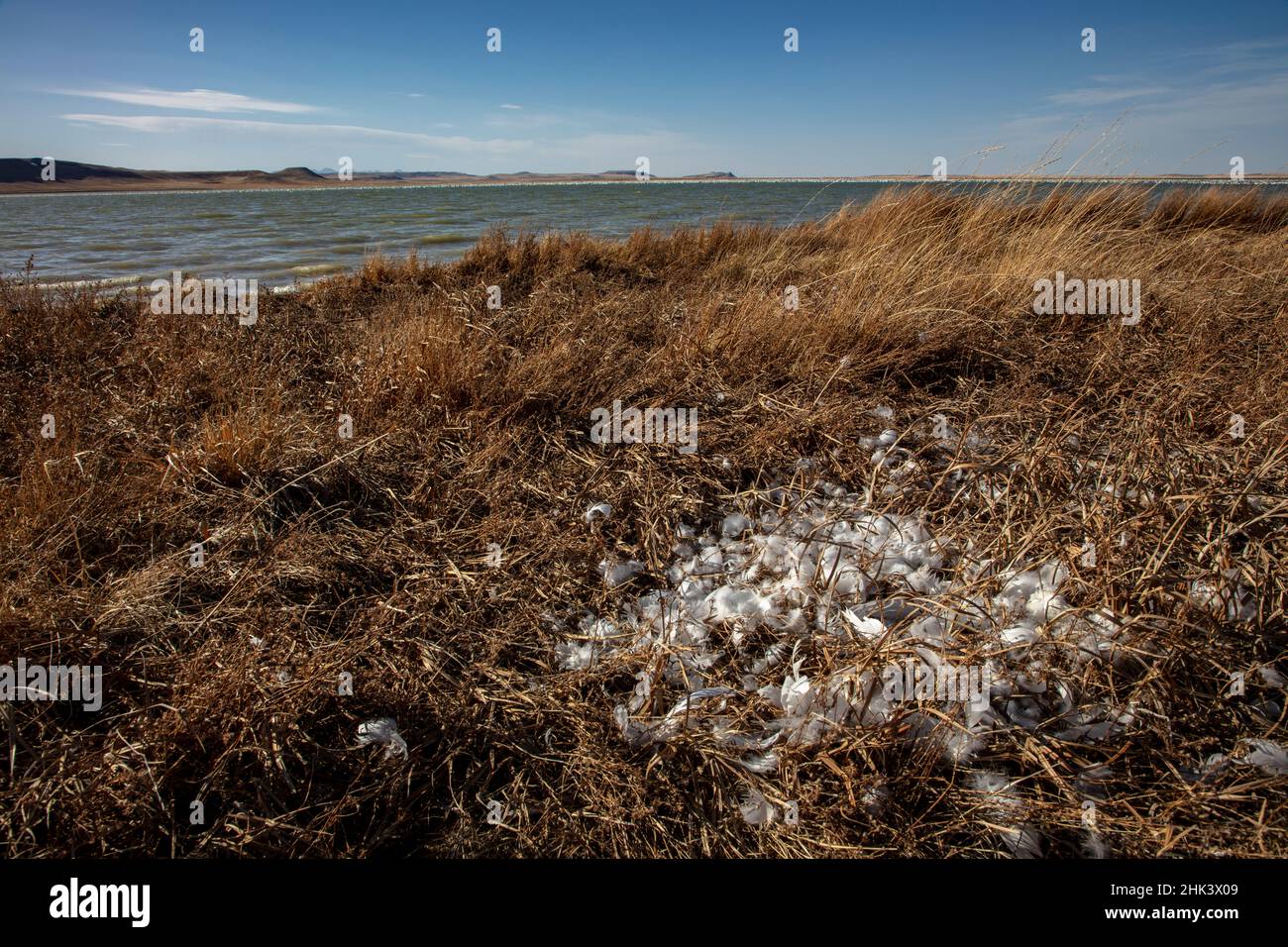 Snow geese feathers during spring migration at Freezeout Lake Wildlife ...