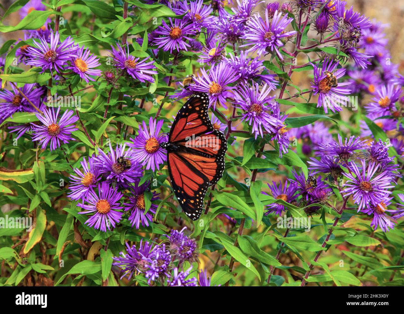 USA, New Hampshire field of daisies with Monarch Butterfly feeding just ...