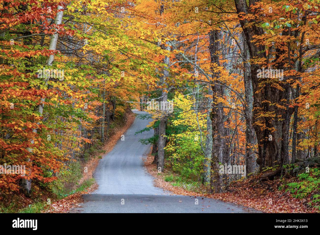 USA, New Hampshire, tree-lined road with maple trees in Fall colors ...