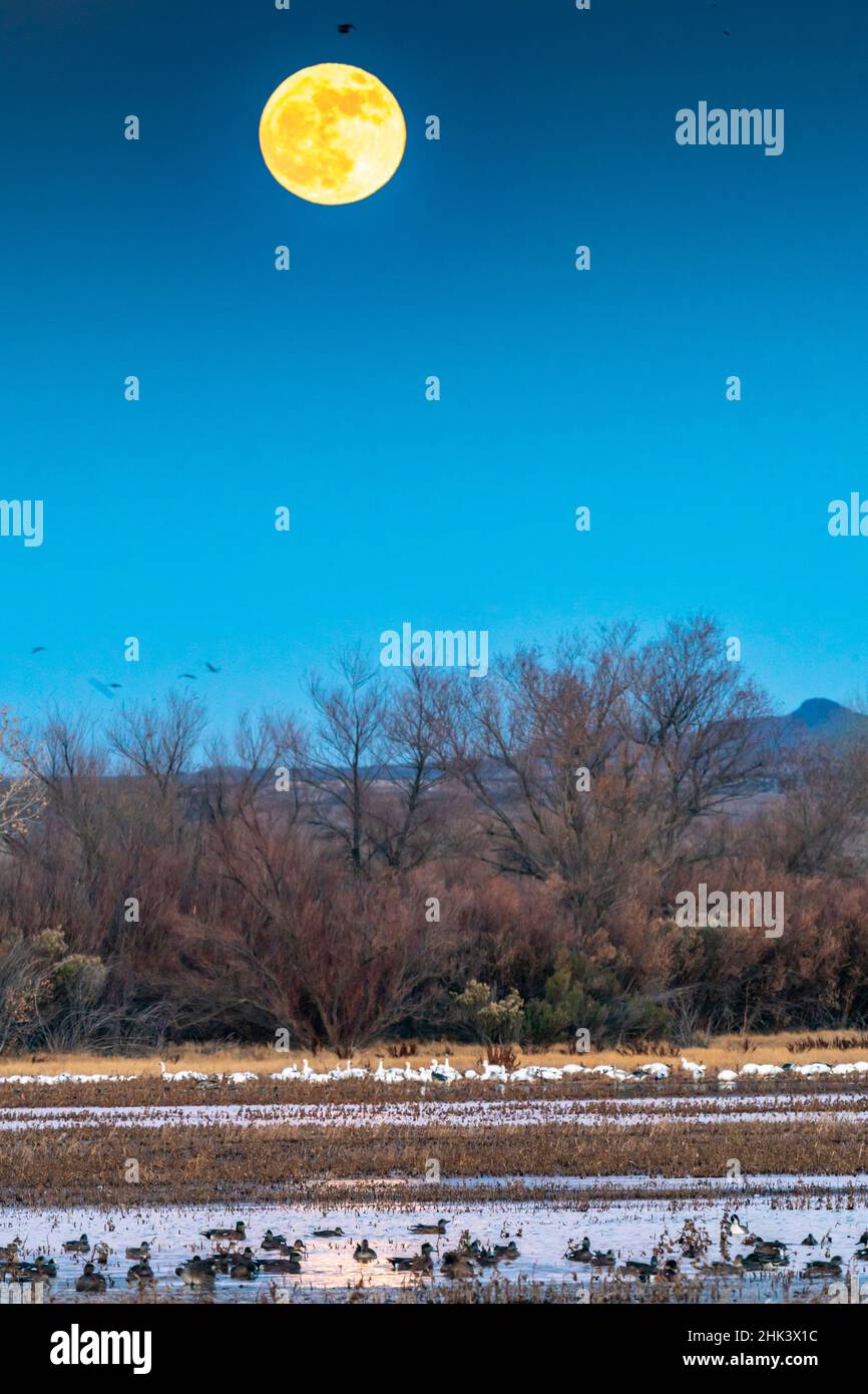 USA, New Mexico, Bosque Del Apache National Wildlife Refuge. Full moon ...