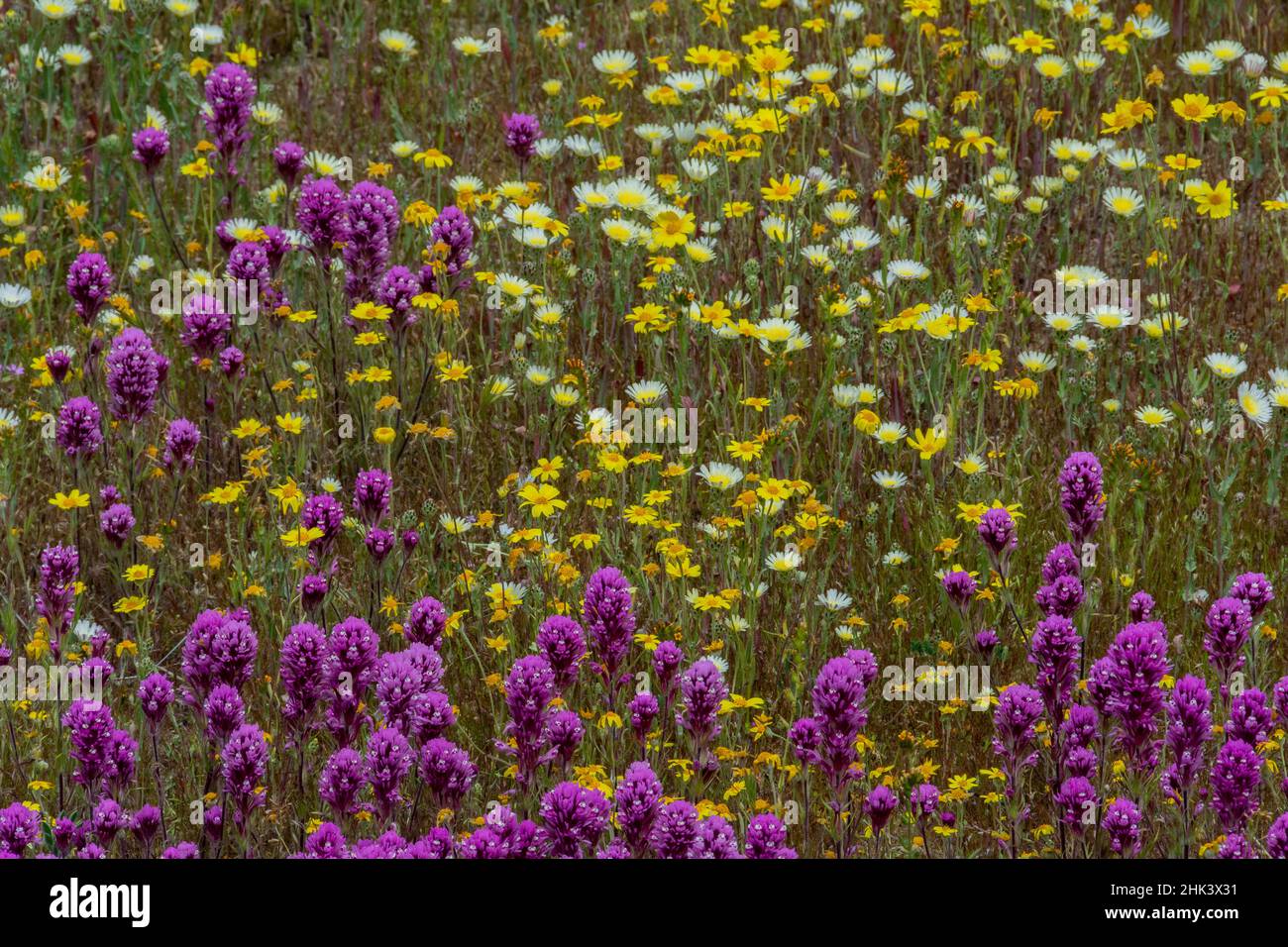 Owl's clover, Goldfields and snake's head wildflowers at Carrizo Plain ...