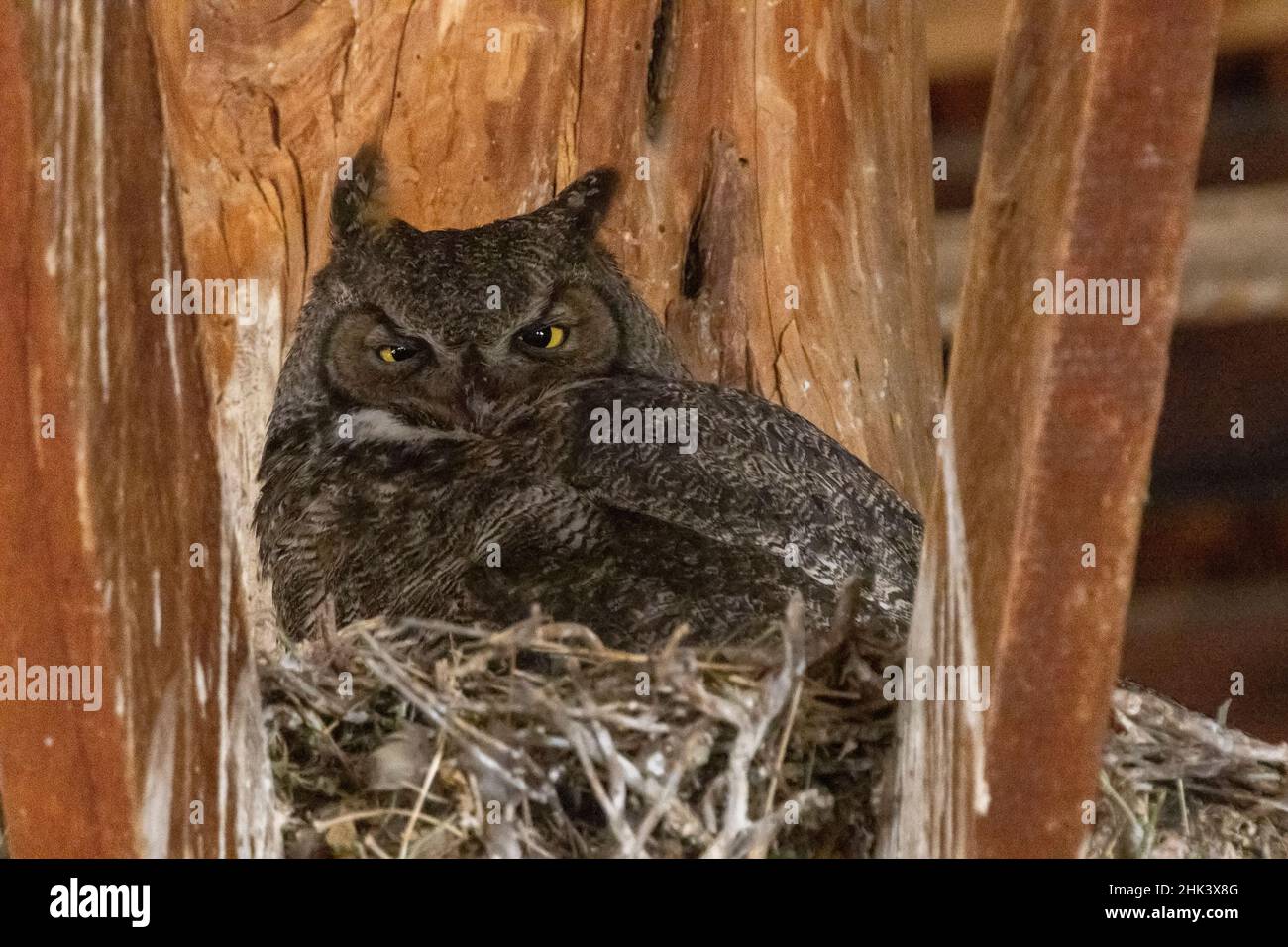 Female Great Horned owl nesting at Peter French Round Barn near Diamond ...