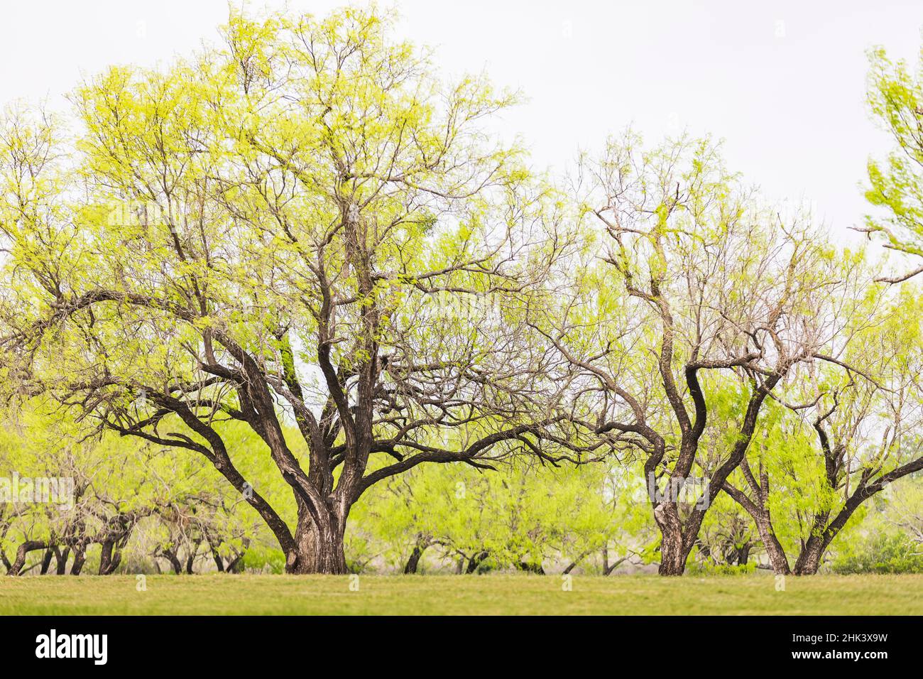Spicewood, Texas, USA. Spring growth on trees in the Texas Hill Country ...