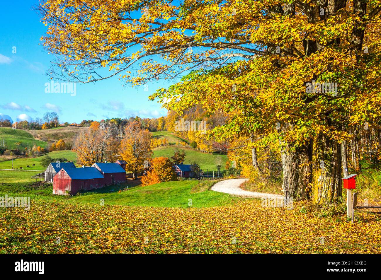 USA, New England, Vermont red barns of the Jenne Farm in Autumn Stock ...
