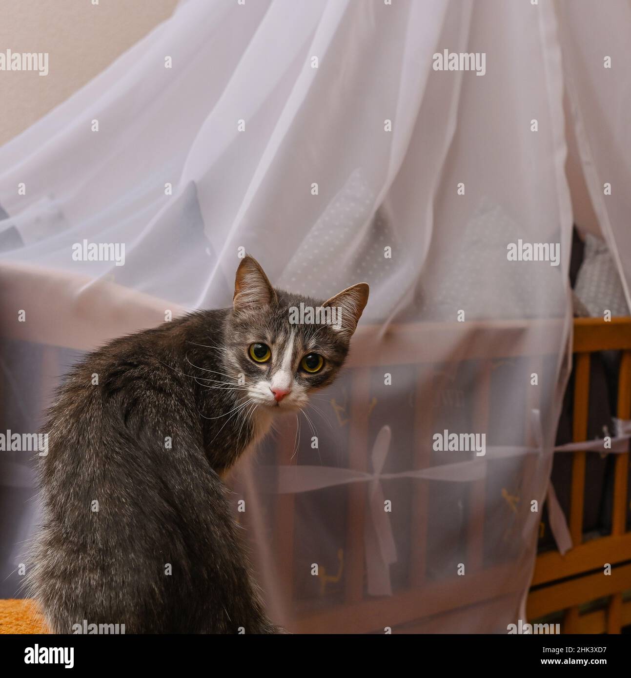 the cat is sitting with its back and turned its head back Stock Photo ...