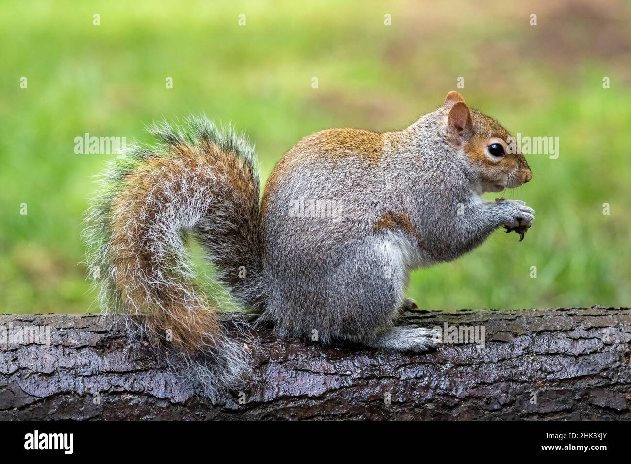 Issaquah, Washington State, USA. Western Gray Squirrel standing on a ...