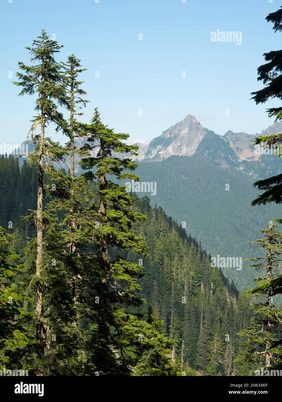 Washington State, Central Cascades, Fir trees and Pratt Mountain Stock ...