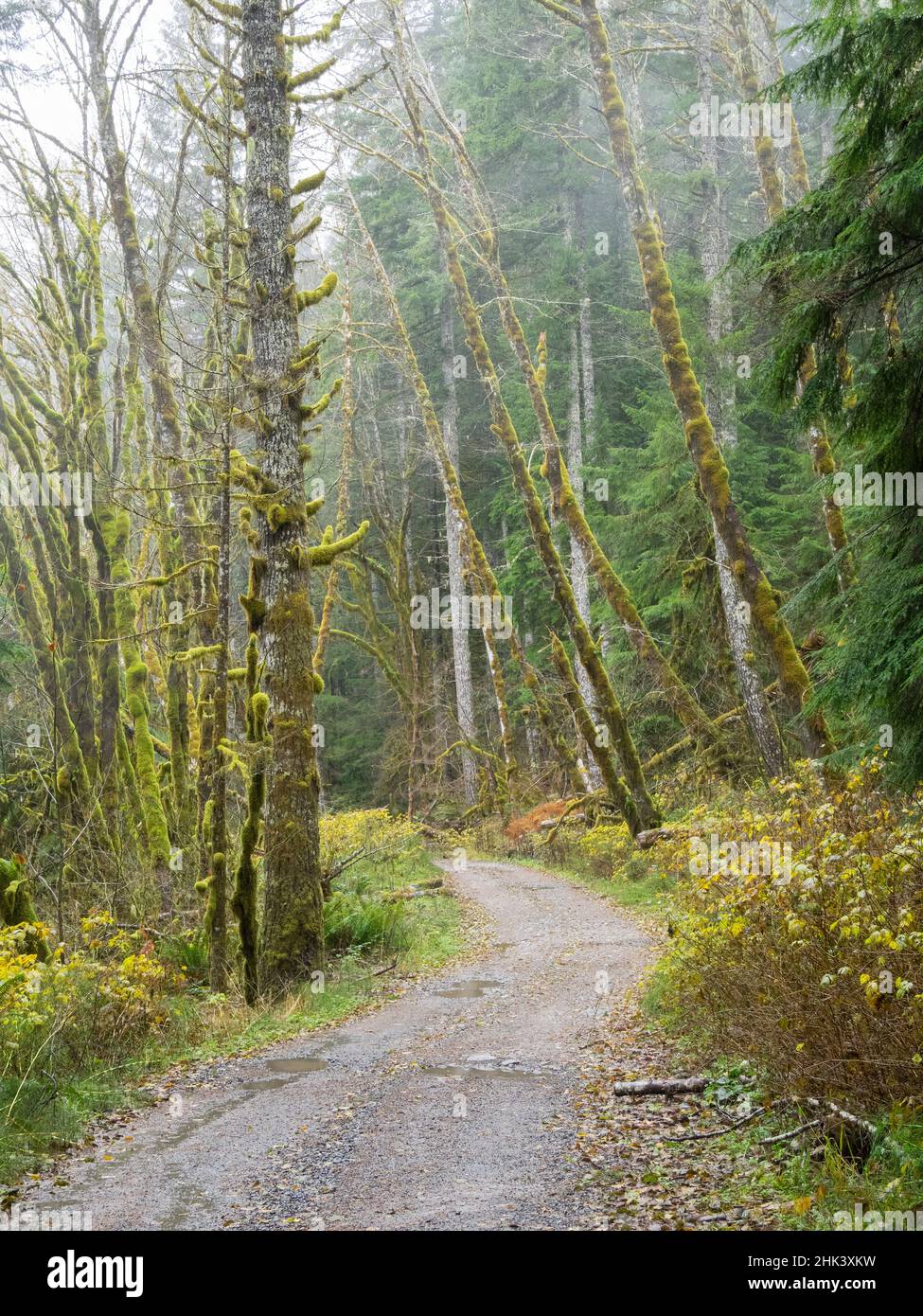 Washington State, Central Cascades, Forest Road 5620, Moss covered Red ...