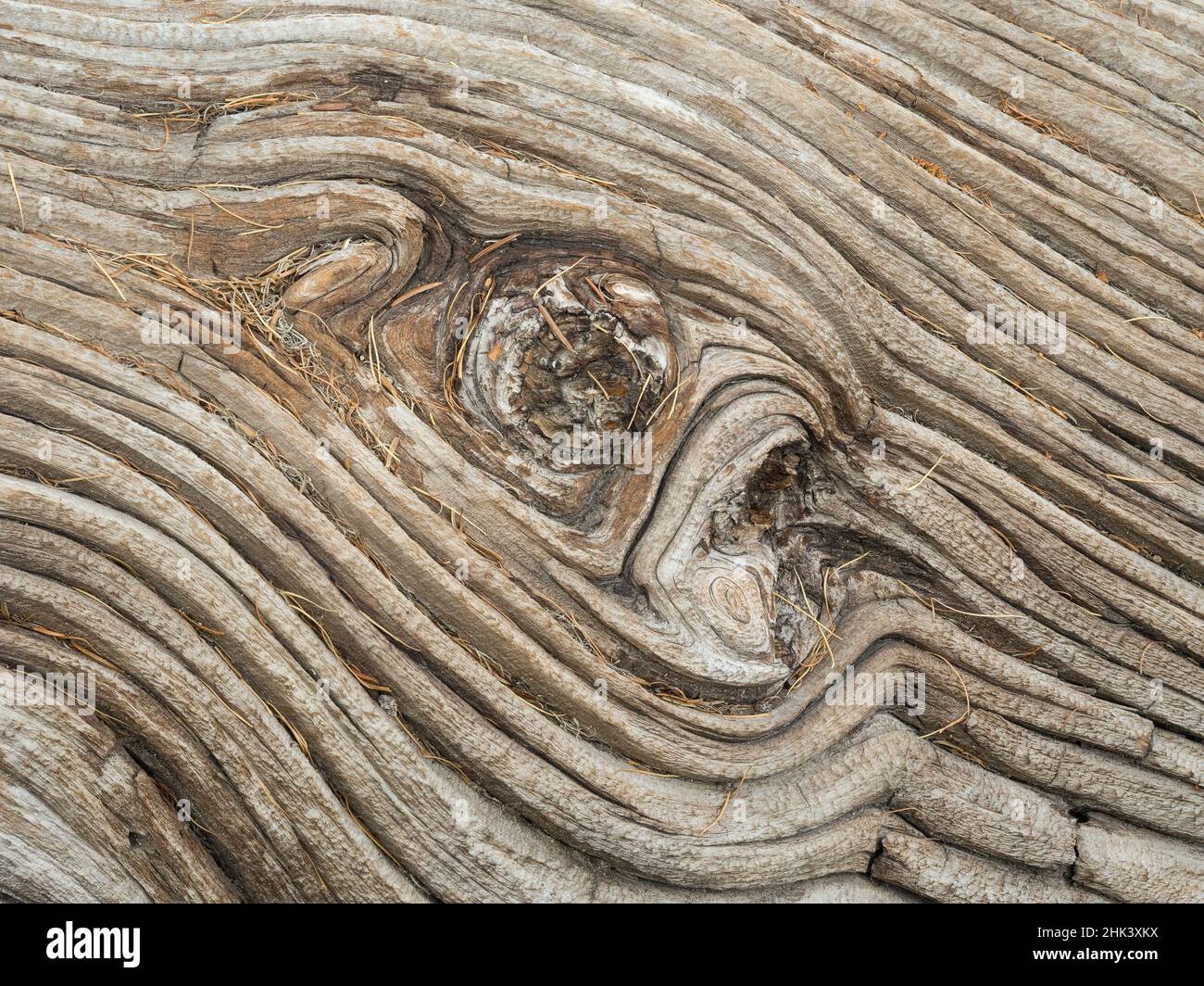 Old larch tree hi-res stock photography and images - Alamy