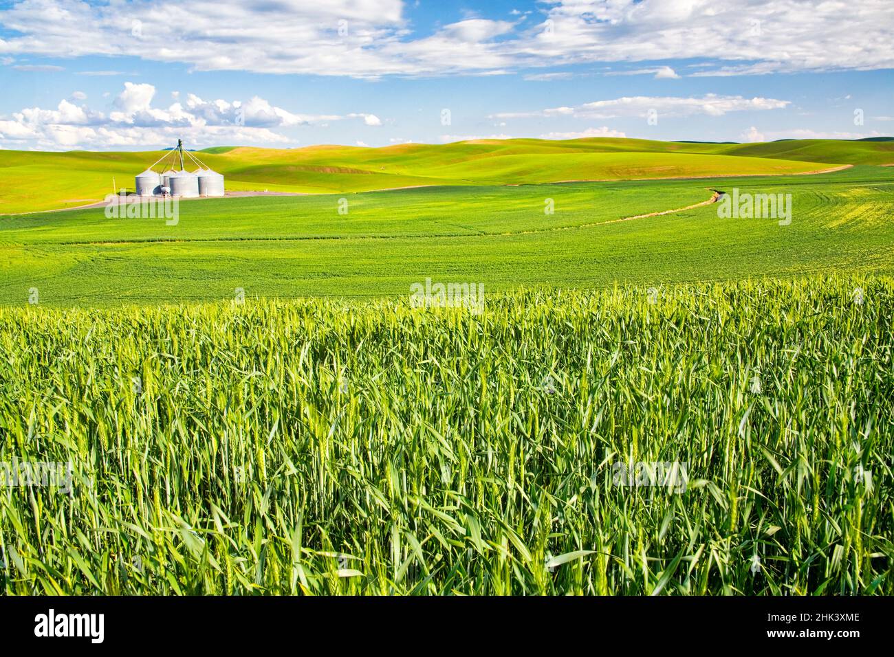 USA, Washington State, Palouse Region, Patterns in the fields of fresh ...