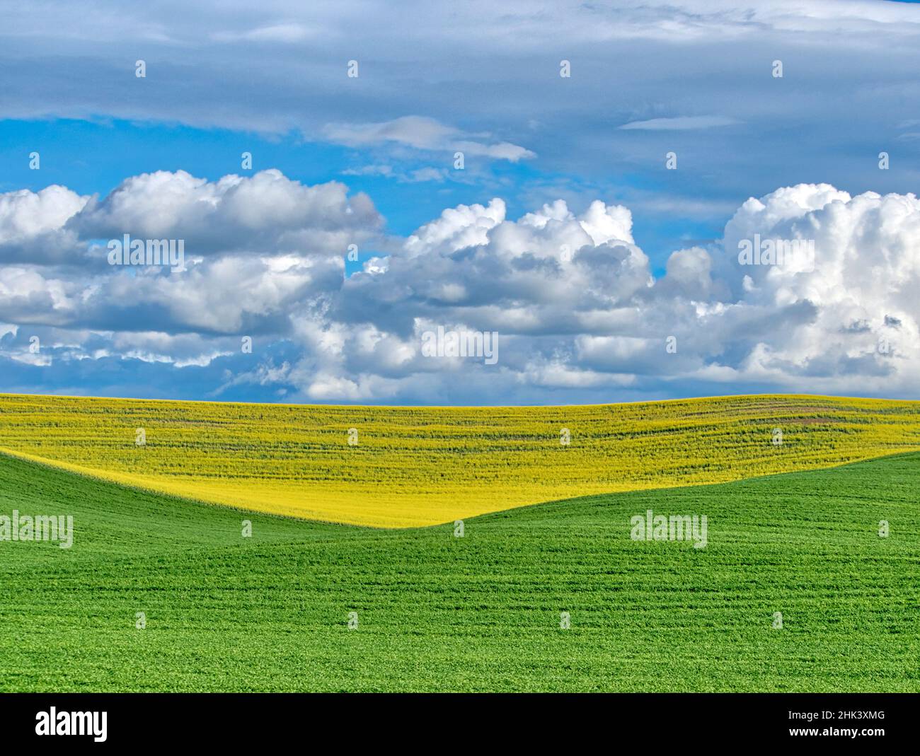 USA, Washington State, Palouse, Rolling hills of canola and wheat Stock ...