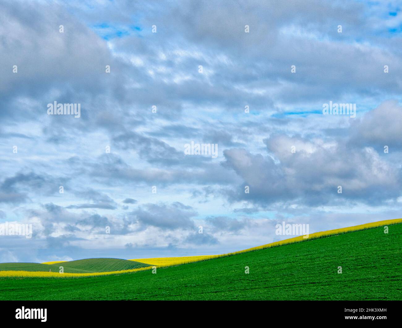 USA, Washington State, Palouse, Rolling hills of canola and wheat Stock ...