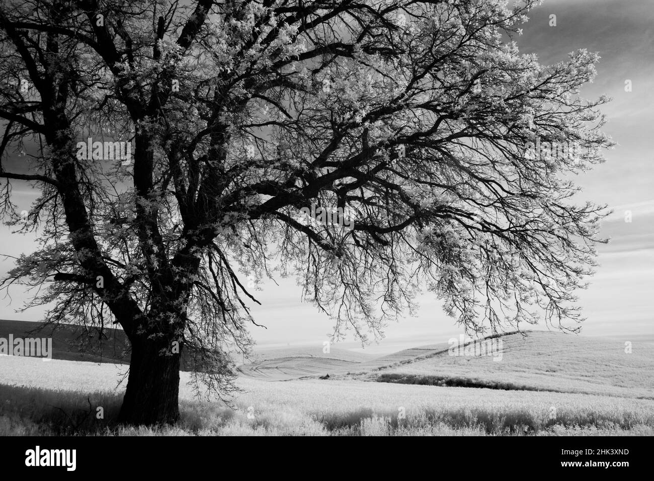 USA, Palouse Country, Washington State. Infrared Palouse fields and ...