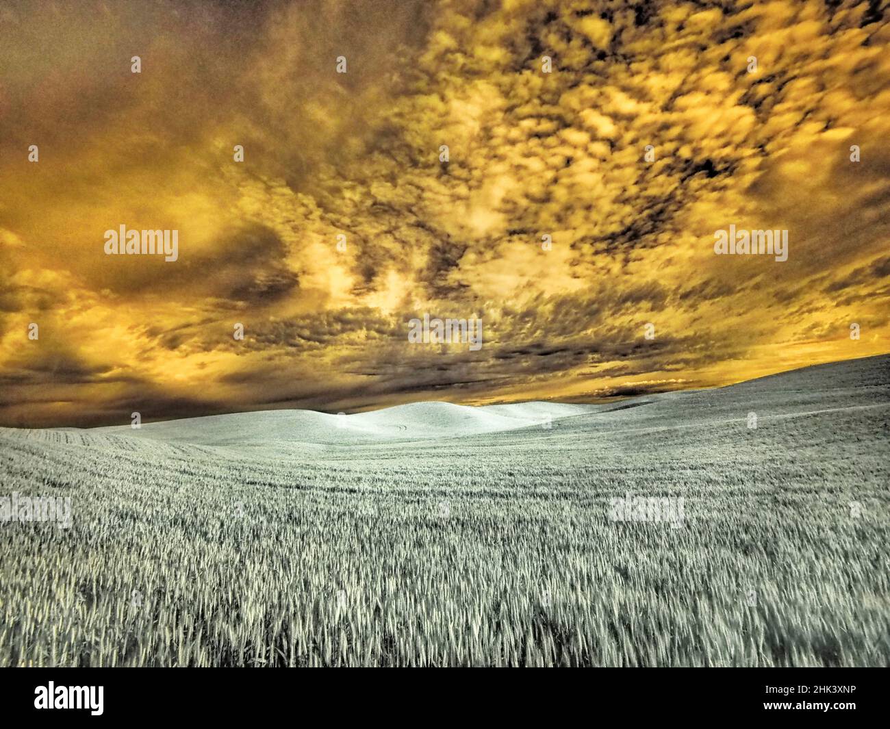 USA, Washington State, Palouse. wheat field and clouds Stock Photo - Alamy