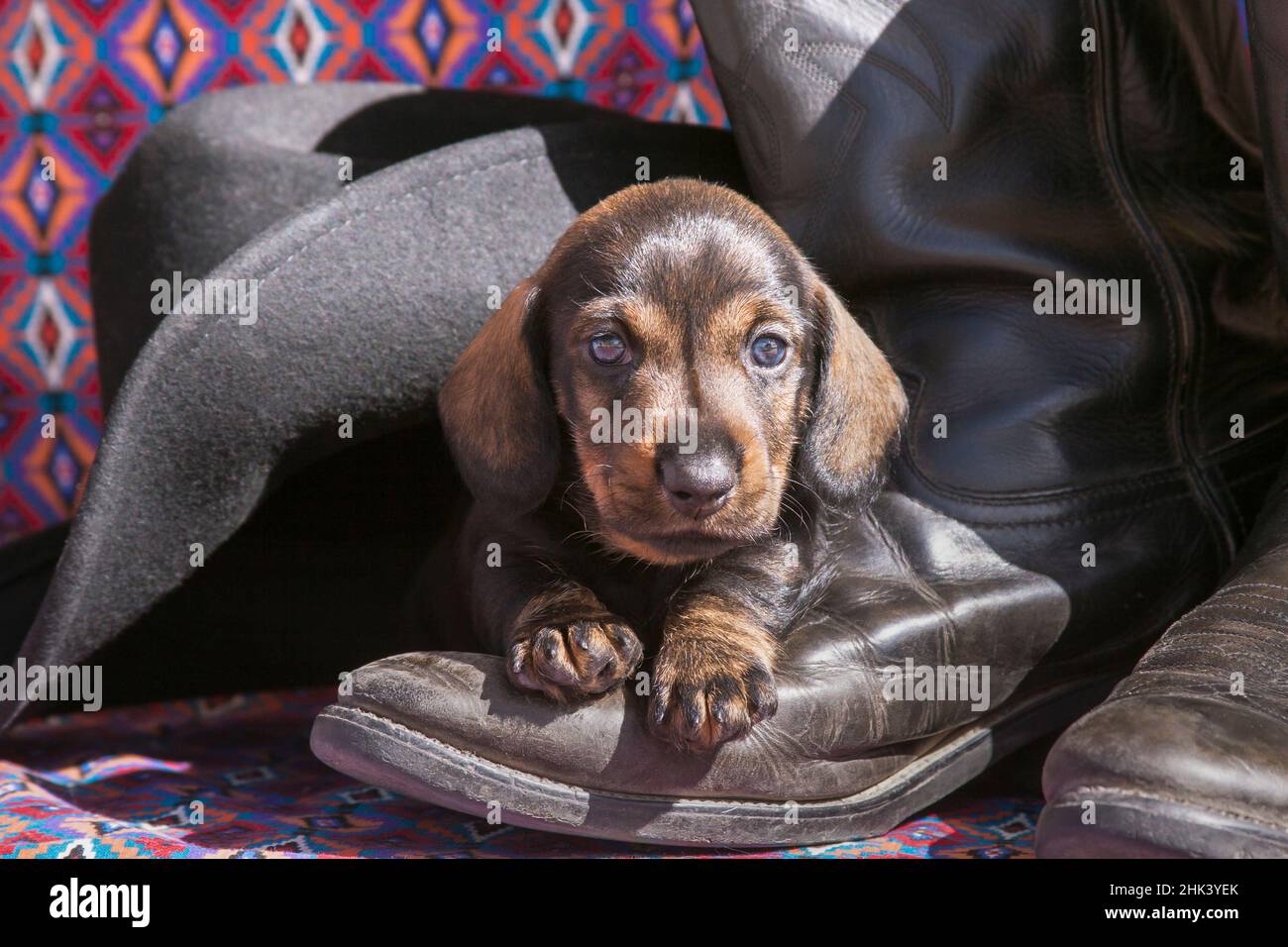 Cowboy group have fun hi-res stock photography and images - Alamy