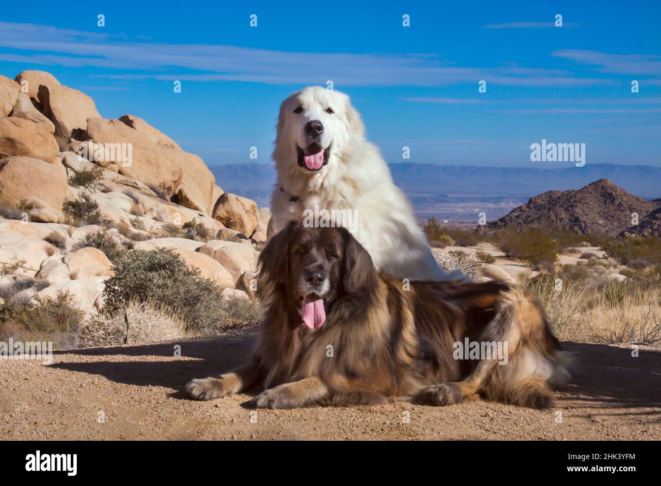Great pyrenees lying down hi-res stock photography and images - Alamy