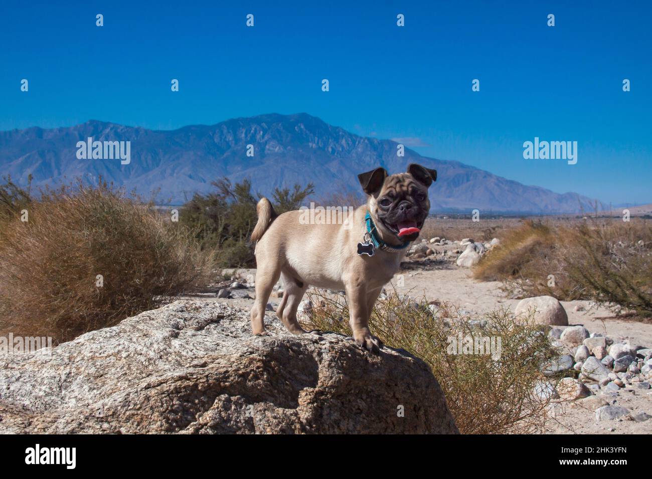 Puppy in desert hi-res stock photography and images - Alamy