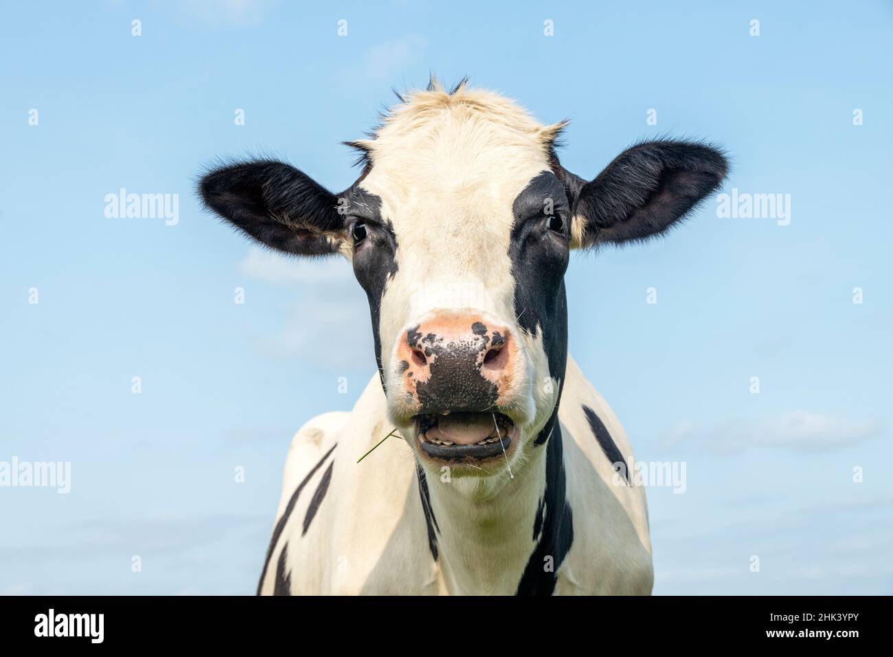 Drooling cow hi-res stock photography and images - Alamy