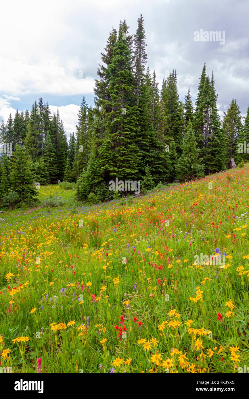 USA, Colorado, Shrine Pass, Vail. Flowery landscape in summer. Credit ...