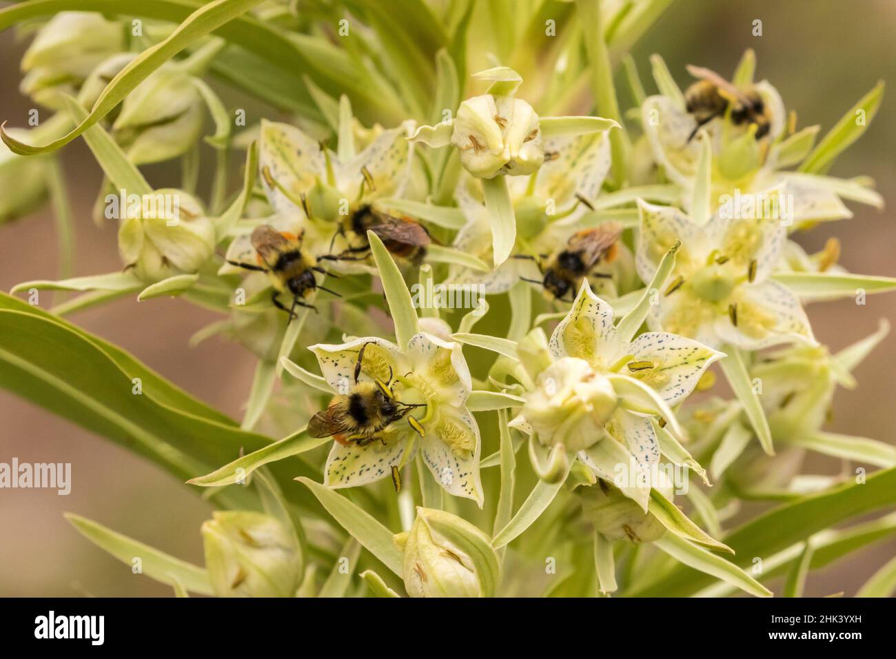 USA, Colorado, Gunnison National Forest. Bees on monument plant flowers ...