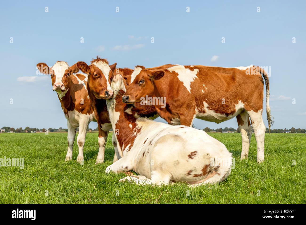 Cuddling a cow hi-res stock photography and images - Alamy