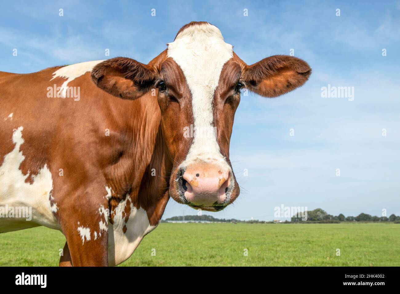 Silly cheeky cow head, friendly standing i a meadow under a blue sky ...
