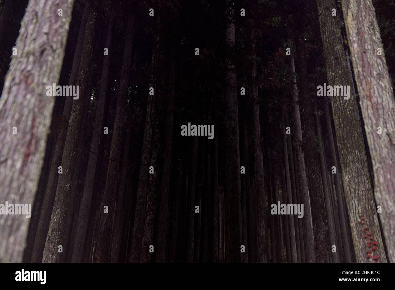 Deep pine forest hi-res stock photography and images - Alamy