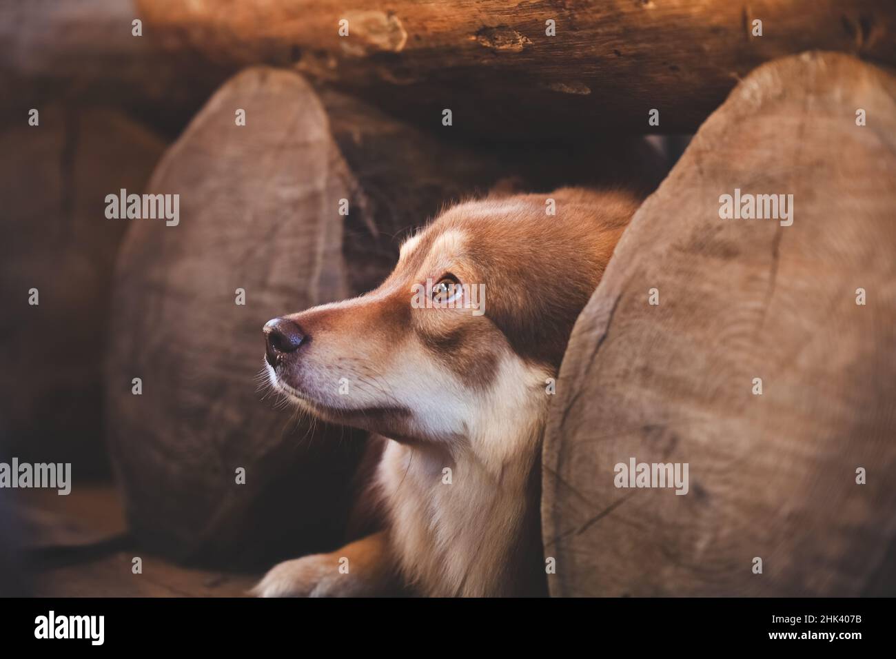 Hiding under the bench hi-res stock photography and images - Alamy