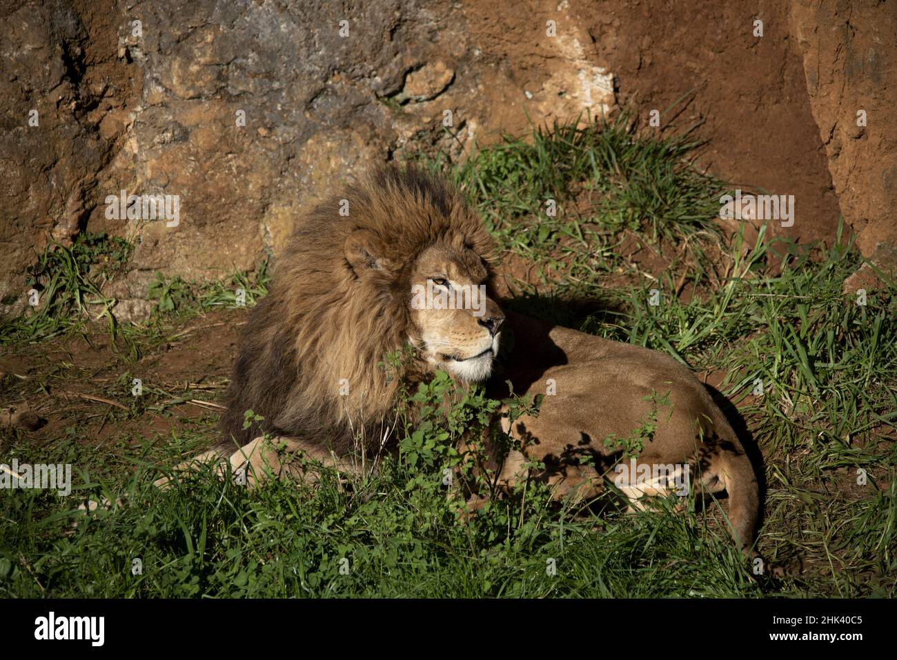 Lion lying down and watching Stock Photo - Alamy