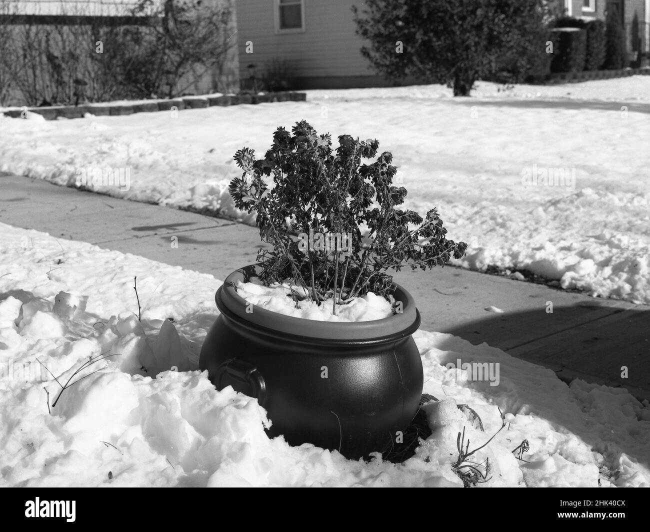 Ground cover Black and White Stock Photos & Images - Alamy