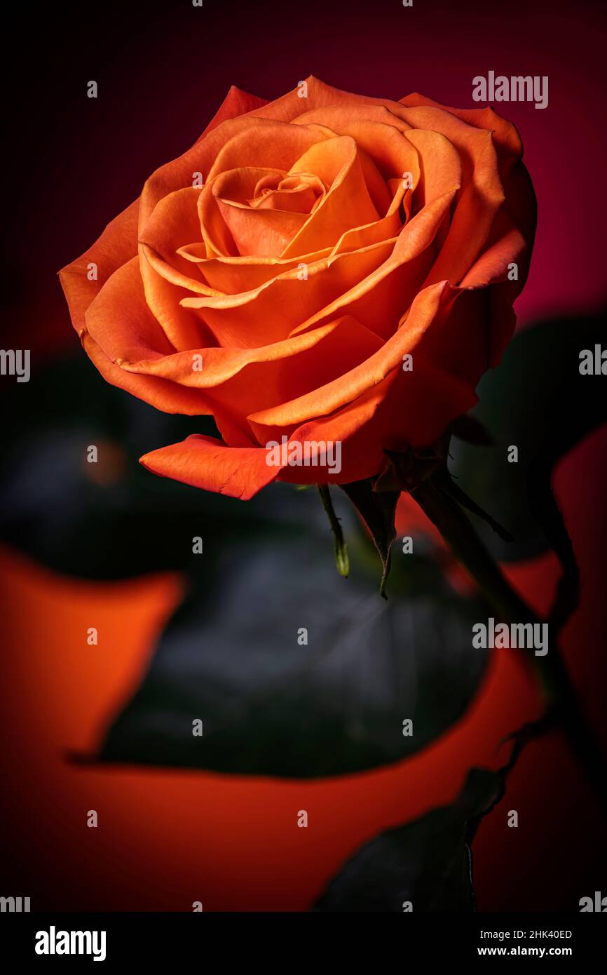 USA, Colorado, Fort Collins. Rose close-up. Credit as Fred Lord ...