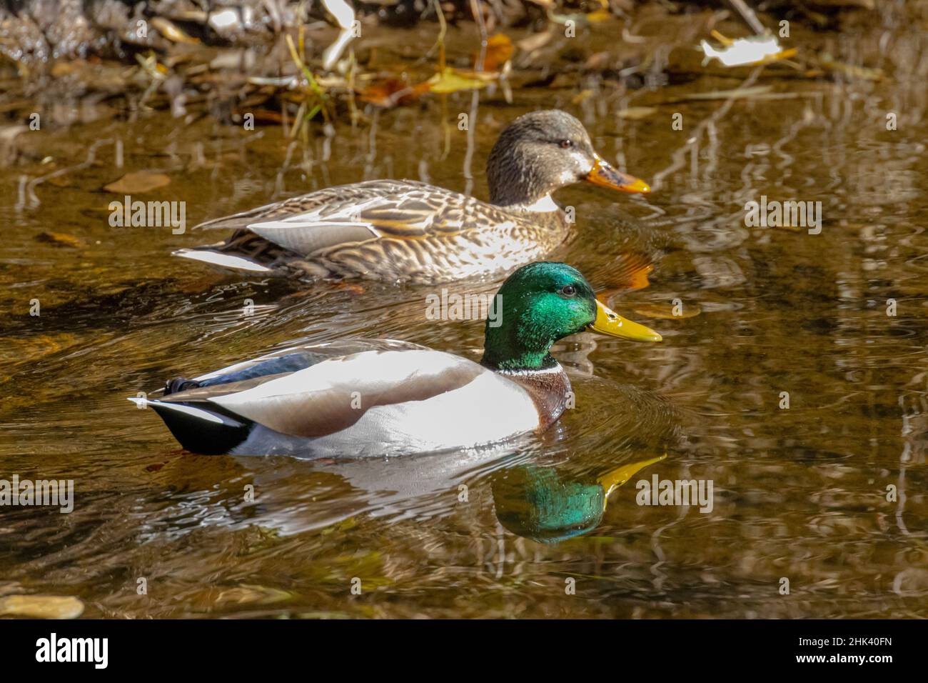 USA, Colorado, Fort Collins. Mallard duck drake and hen swimming ...